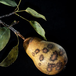 New Special Glass Flowers Exhibit - Fruits of Decay | Pfister Lab
